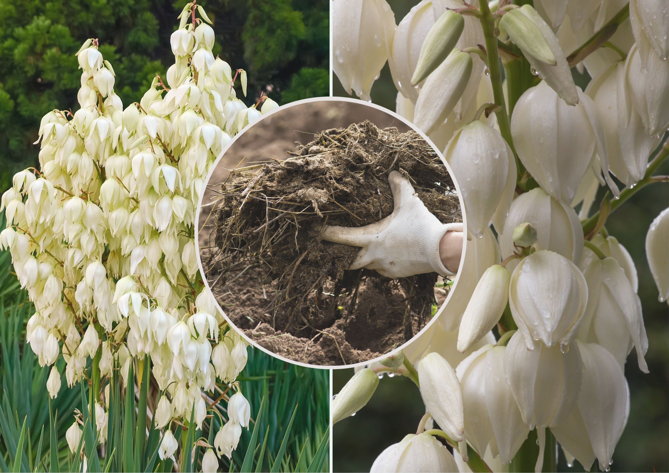 Juka ogrodowa urośnie wysoka, a łodygi będą uginać się od kwiatów. Czym nawozić jukę ogrodową ...
