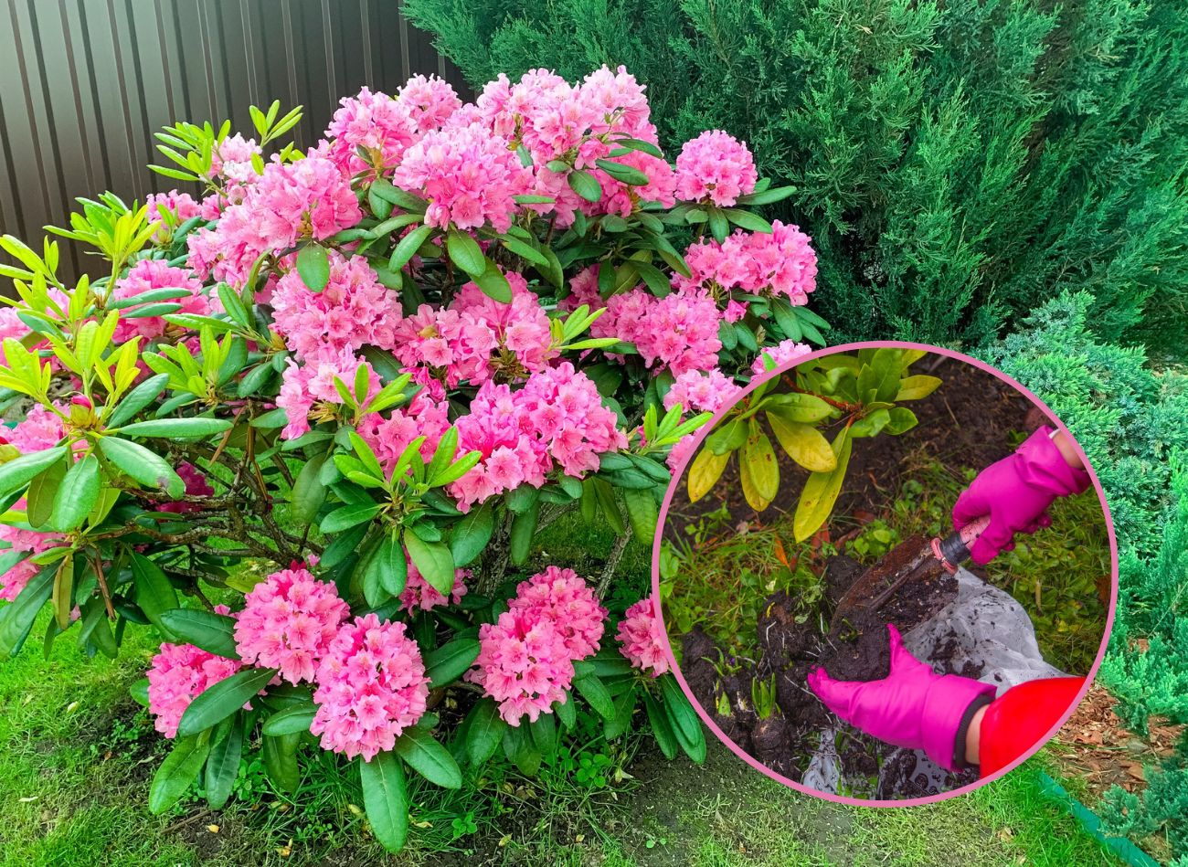 Przesadzanie rododendronów – kiedy i jak to robić? Kiedy nie wolno ...