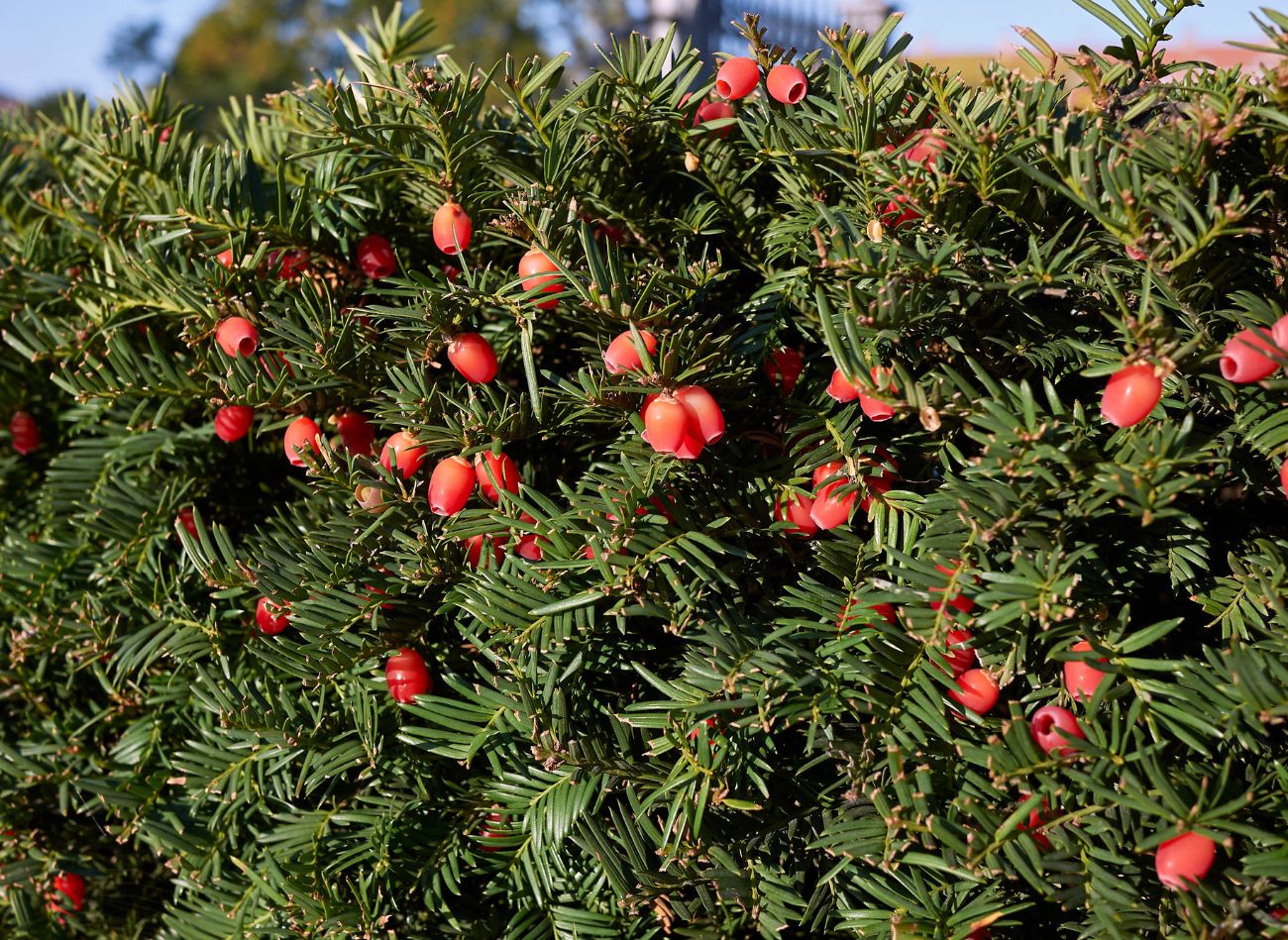 Cis pospolity (Taxus baccata) – uprawa, pielęgnacja, stanowisko ... Cis pospolity (Taxus baccata) – uprawa, pielęgnacja, stanowisko ...