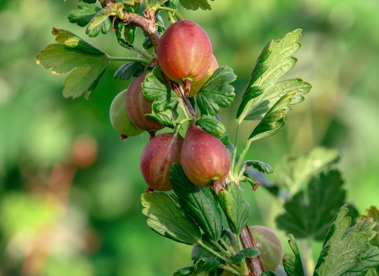 Sadzenie agrestu jesienią. Wybierz najlepsze, plenne odmiany - Deccoria.pl