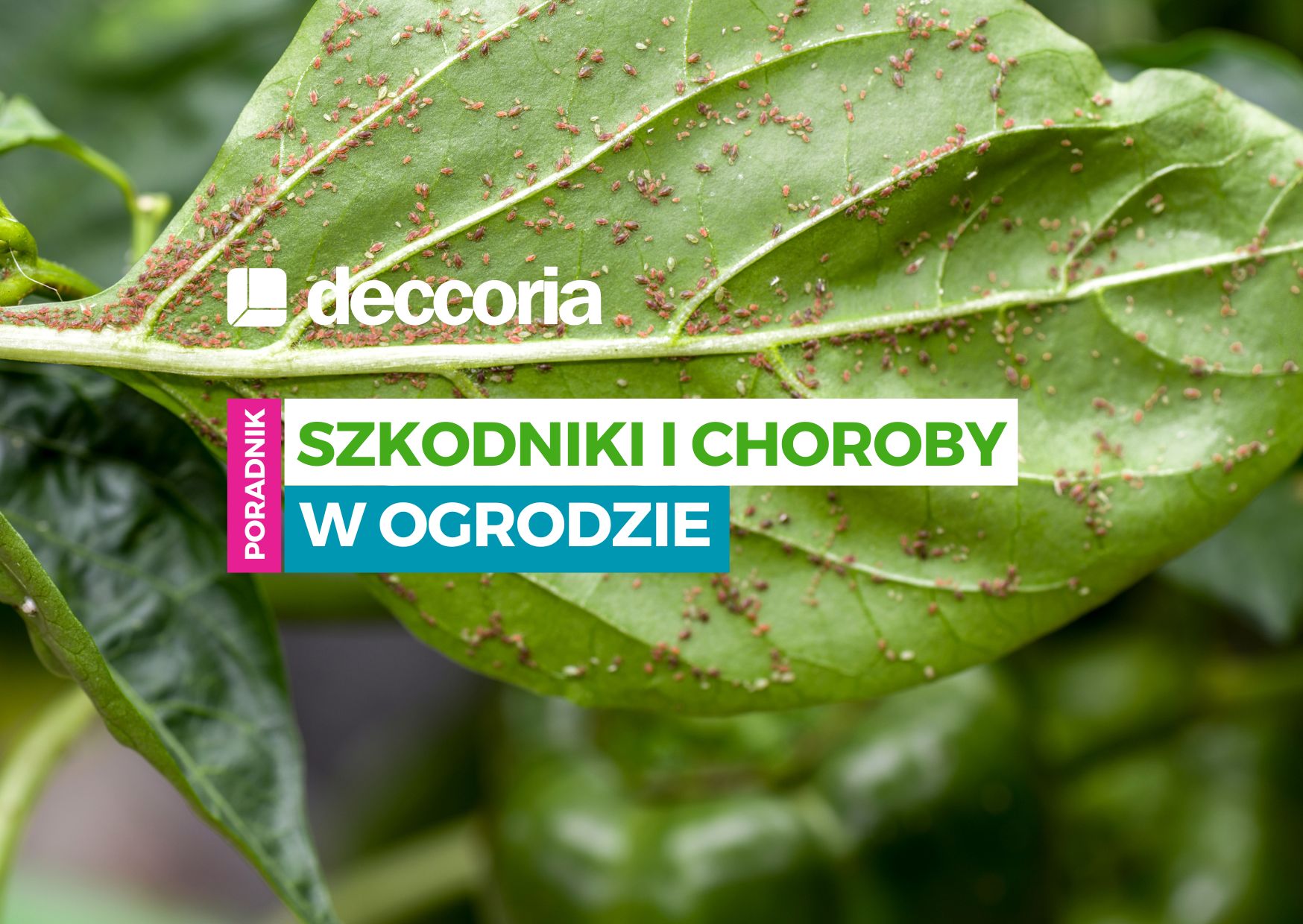 Szkodniki i choroby w ogrodzie - Deccoria.pl