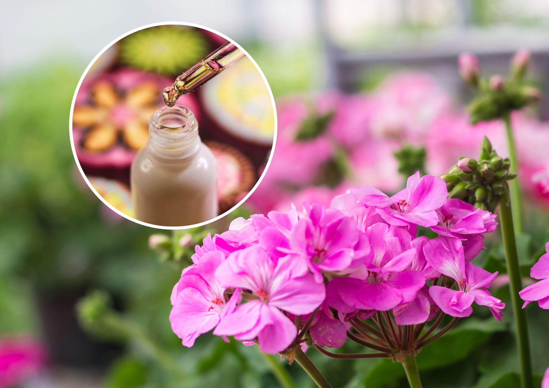 Podlewanie i nawożenie pelargonii. Jeśli nie pilnujesz tych zasad, pelargonie mają tylko liście ...