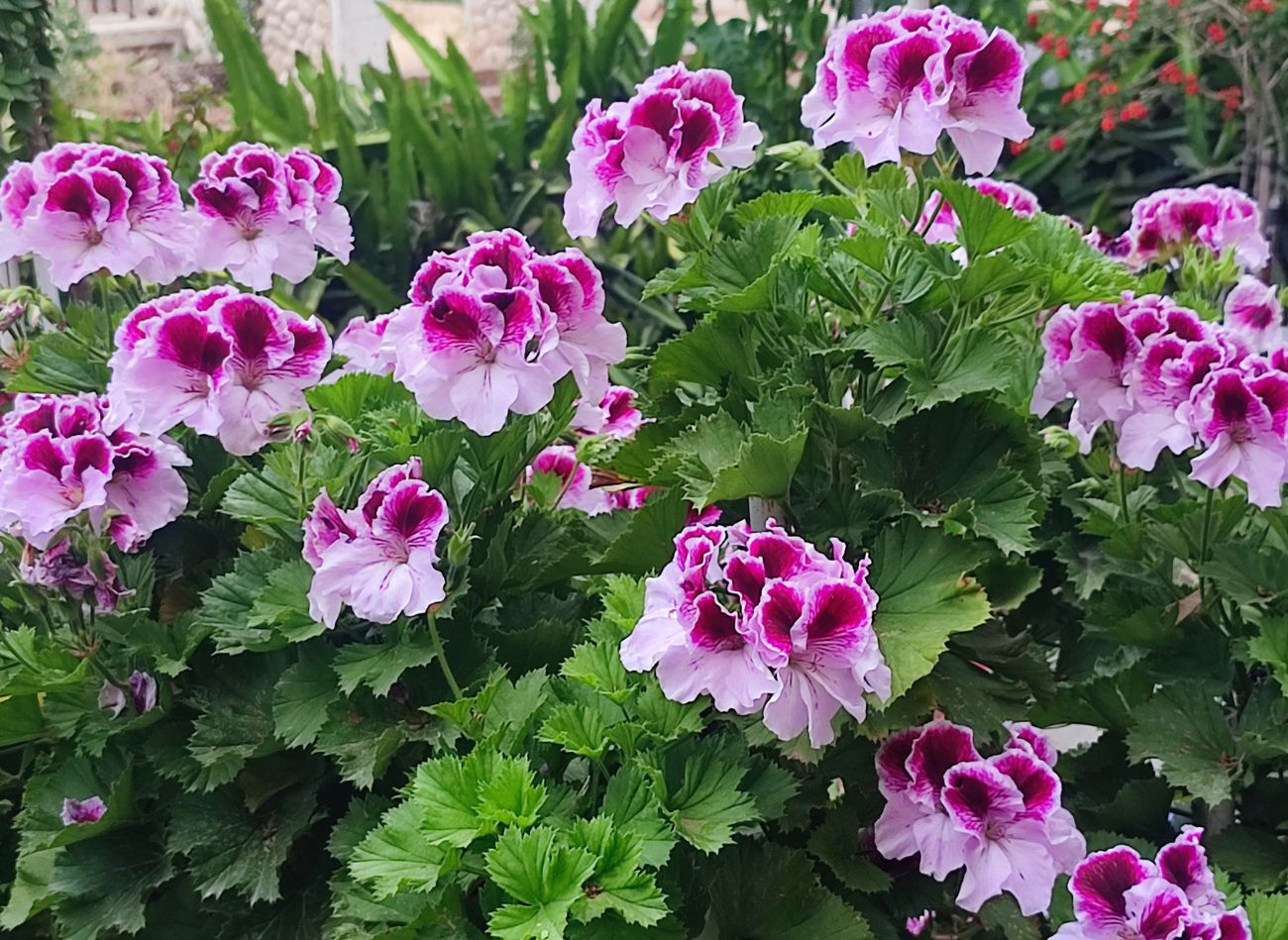 Domowy nawóz do pelargonii z drożdży na poprawę kwitnienia. Jak go zrobić? - Deccoria.pl