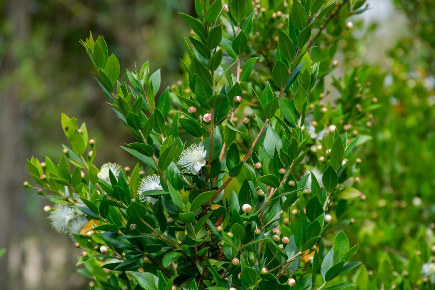 Mirt zwyczajny (Myrtus communis) – uprawa, pielęgnacja, stanowisko ...