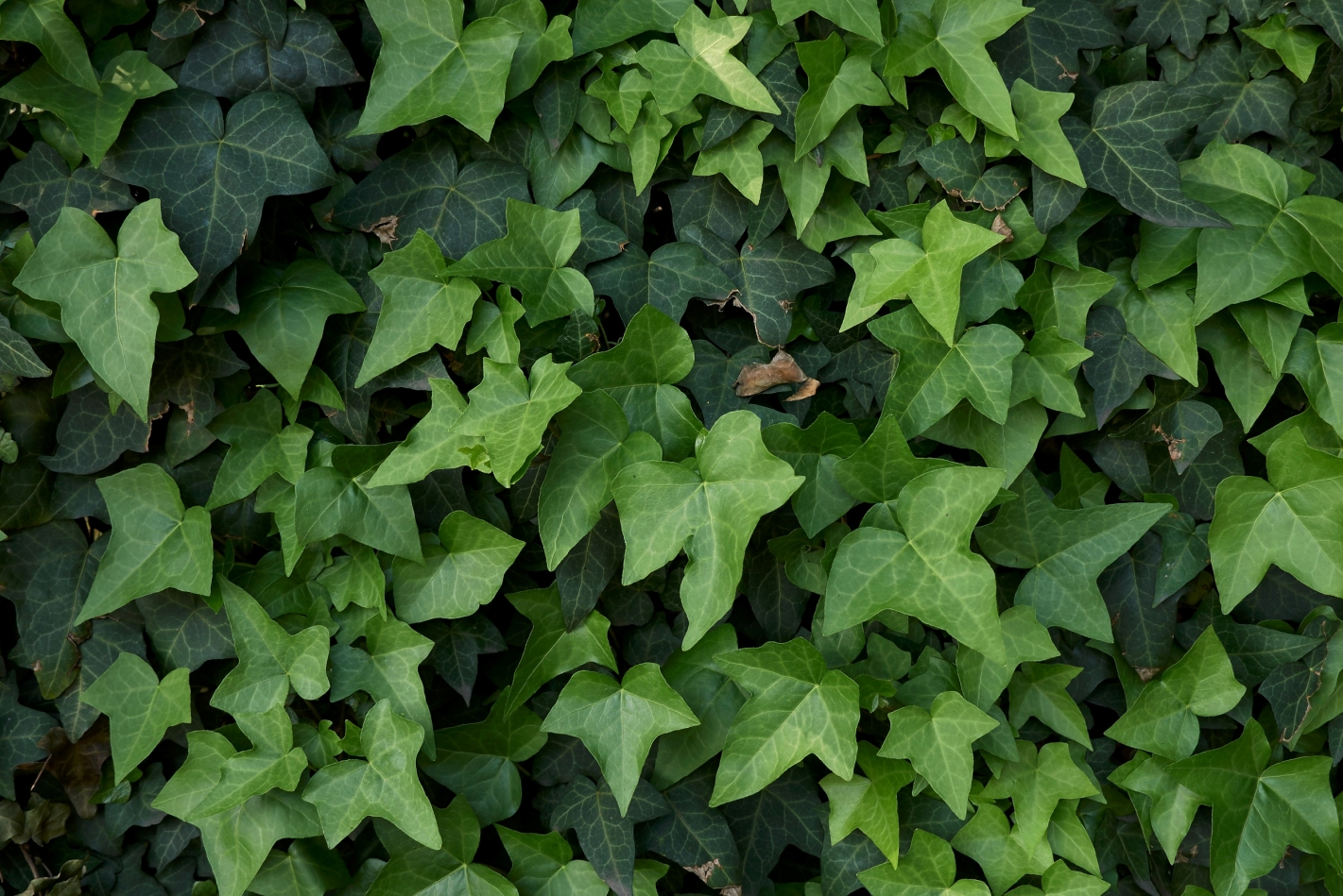 Bluszcz pospolity (Hedera helix) – uprawa, pielęgnacja, stanowisko ... Bluszcz pospolity (Hedera helix) – uprawa, pielęgnacja, stanowisko ...