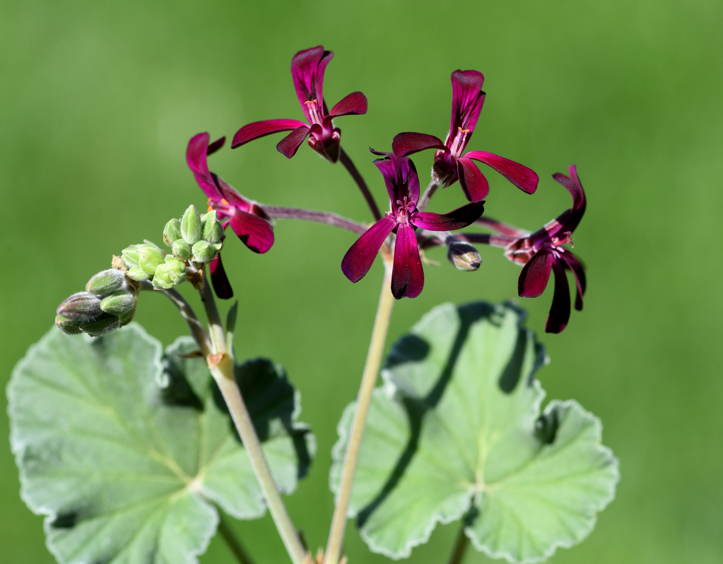Pelargonia afrykańska - uprawa, właściwości lecznicze, zastosowanie ...