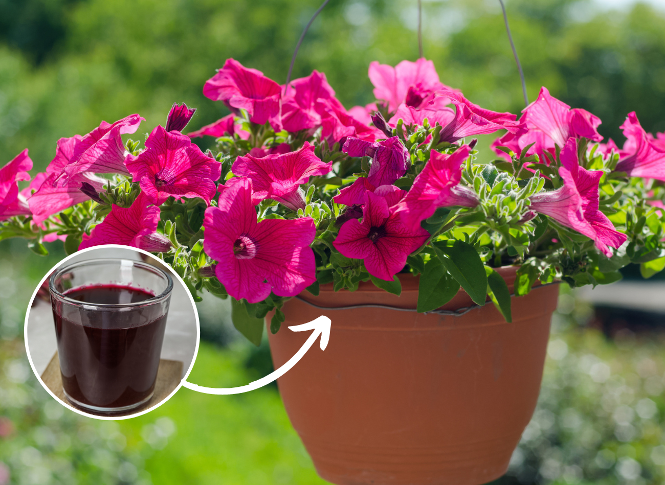 Sadzenie i pielęgnacja surfinii. Jak zrobić odżywkę do surfinii z ...