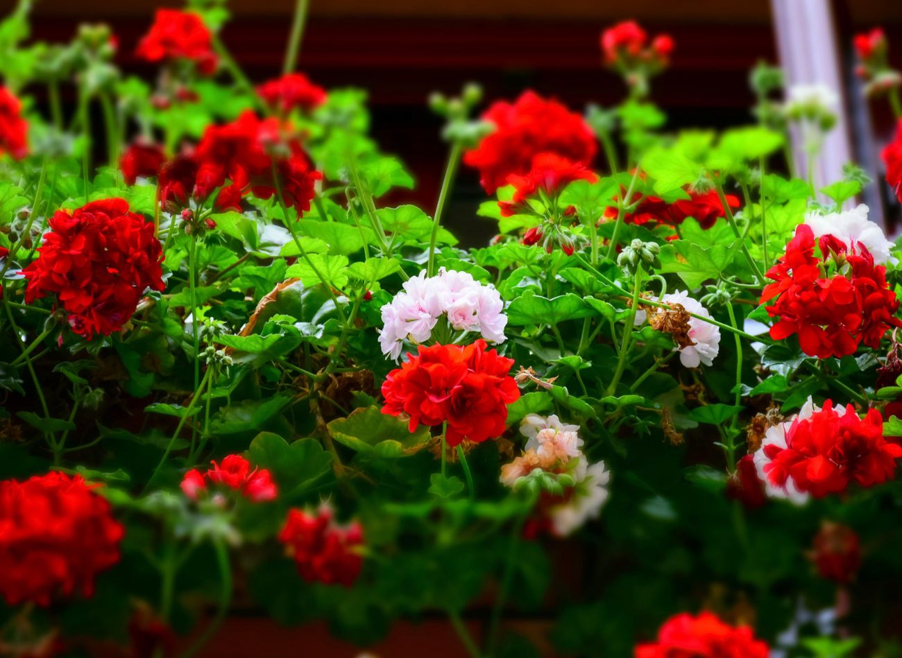 Jak dbać o pelargonie? W ten sposób rośliny będą obficie kwitły - Deccoria.pl