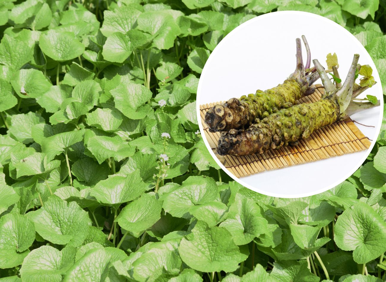 Chrzan japoński (Eutrema japonicum) – uprawa, pielęgnacja, stanowisko ...