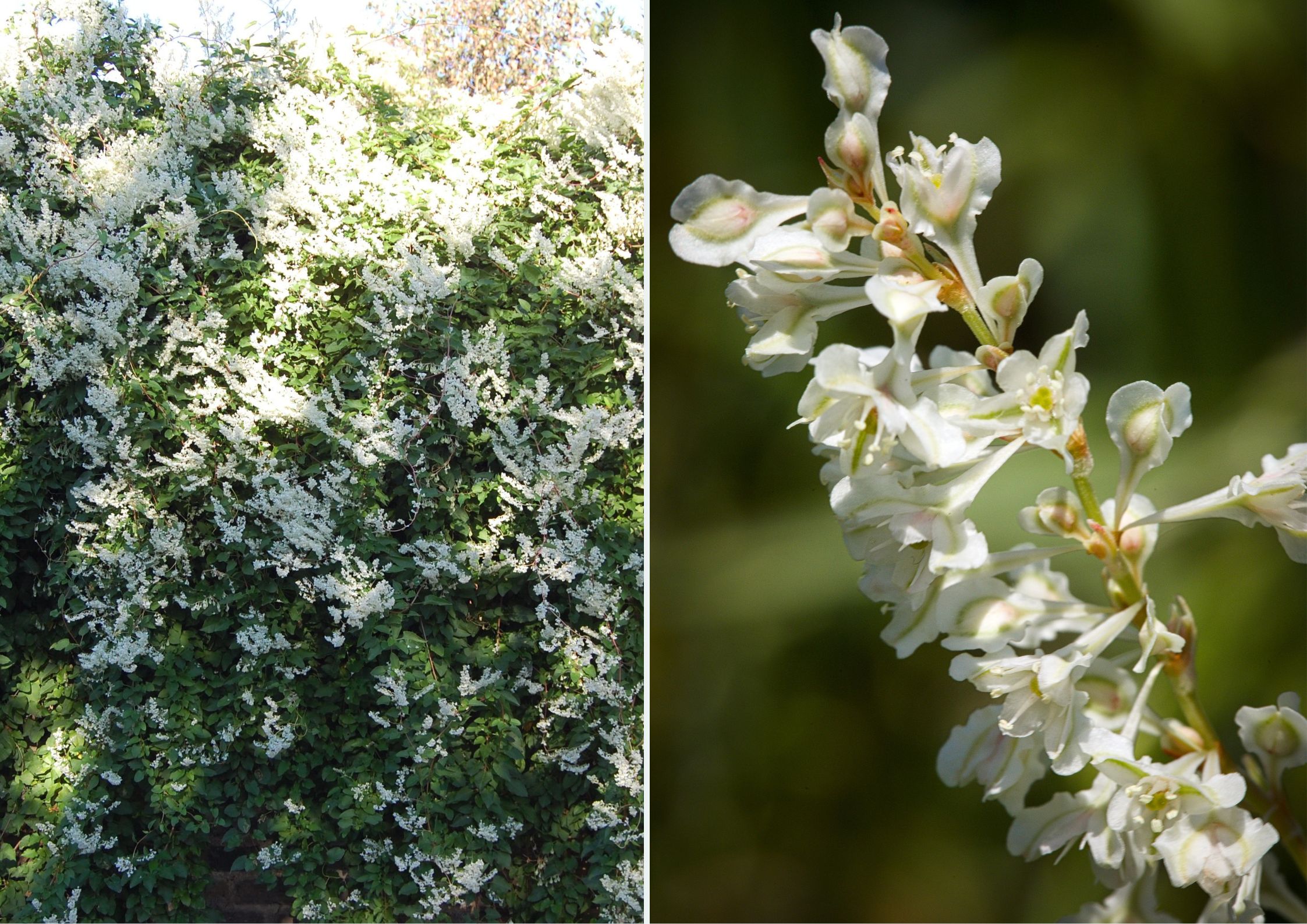 Jak pielęgnować rdest auberta ? - Deccoria.pl