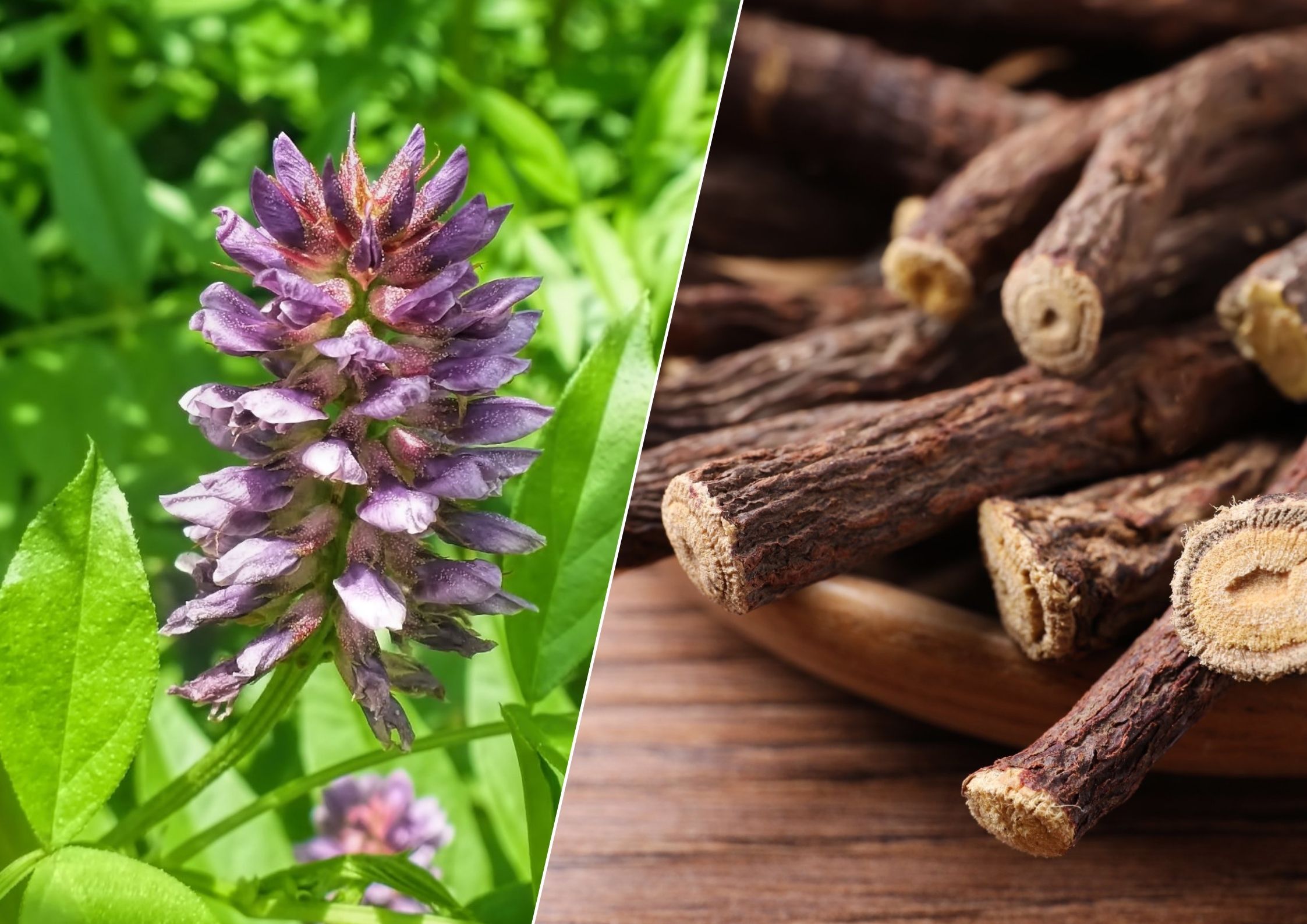 Lukrecja - uprawa i właściwości - Deccoria.pl