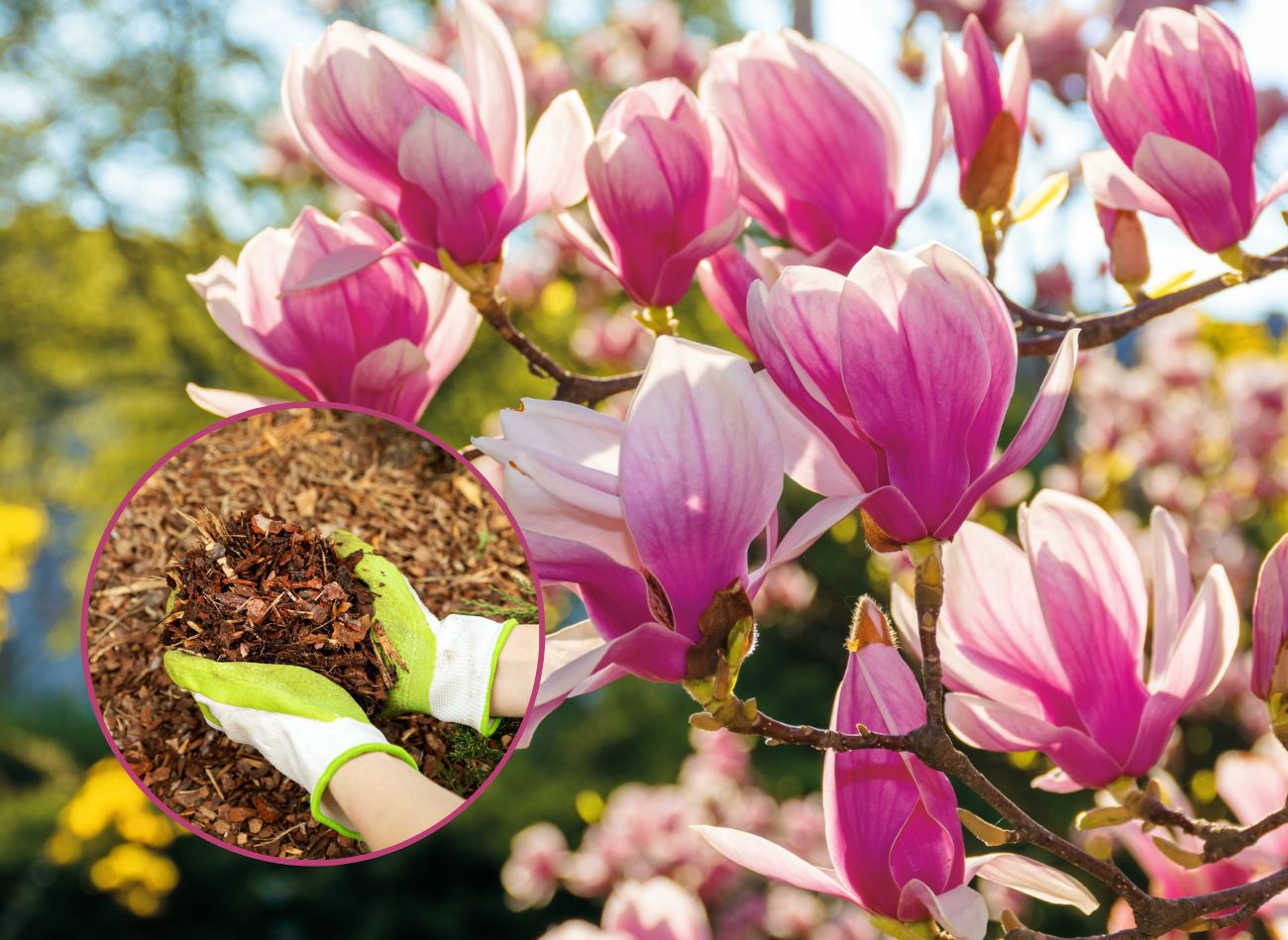Magnolia w ogrodzie. Co zrobić, żeby magnolia zakwitła dwa razy? Jak ...