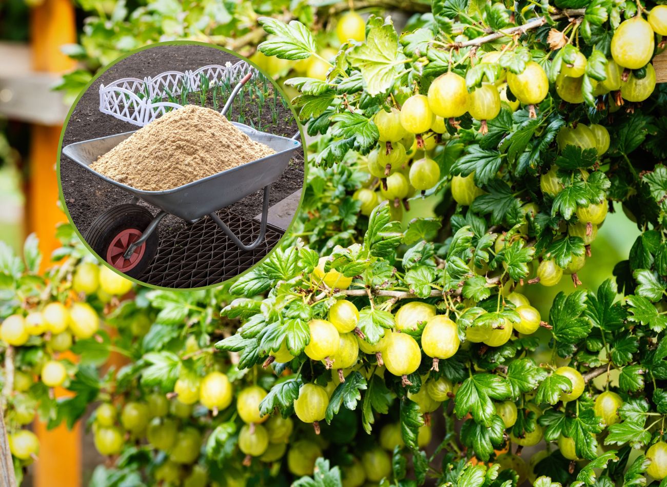 Agrest — jak uprawiać i pielęgnować krzewy? Sadzenie, wymagania ...