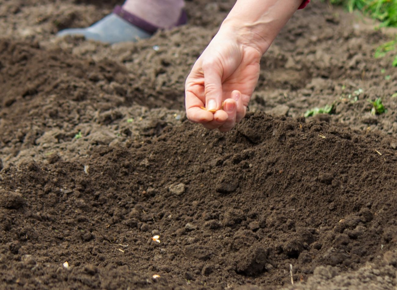 Ziemia humus - do jakich roślin się nadaje? Właściwości i zalety ...