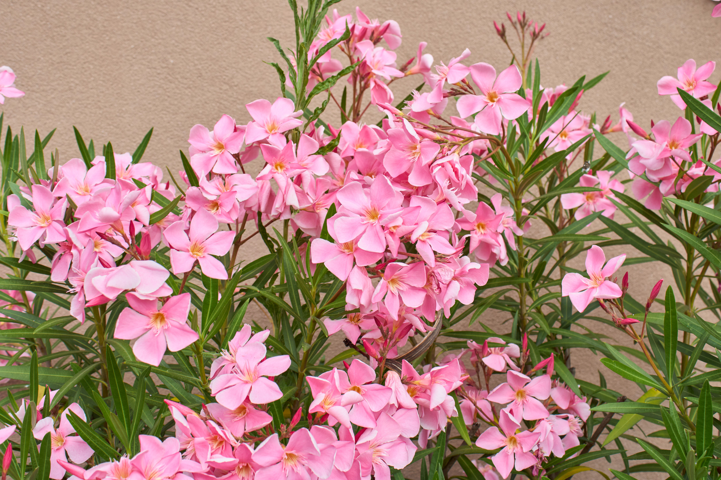 Nie wystarczy przenieść oleandra w cieplejsze miejsce. Bez tego nie ...