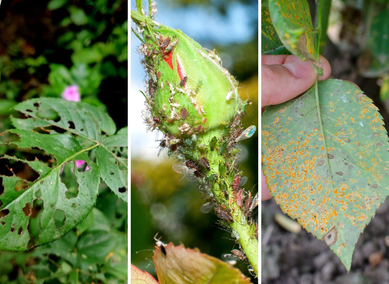Choroby róż. Na co najczęściej chorują róże, jak zapobiegać i leczyć ...