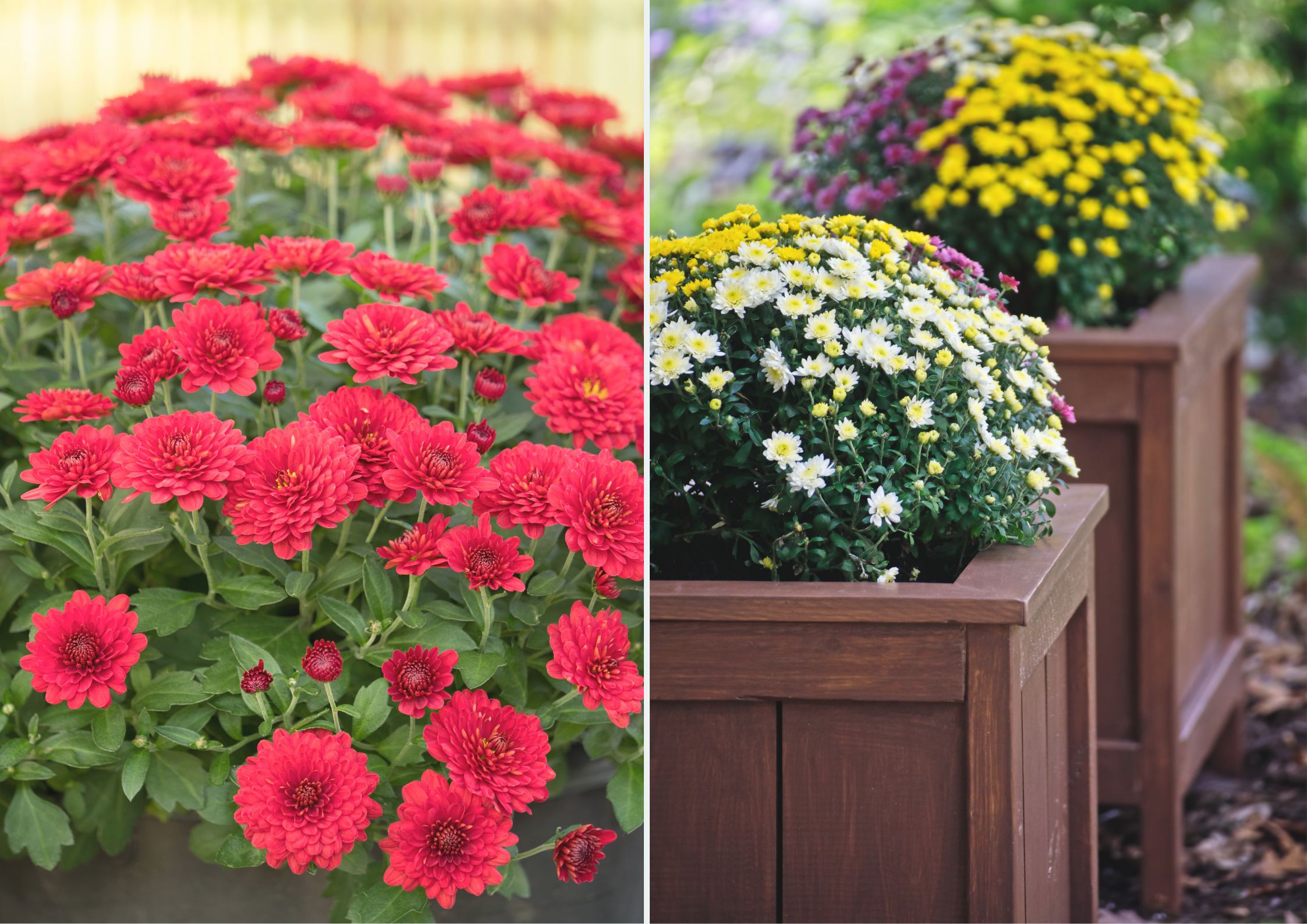 Co zrobić, żeby chryzantemy długo kwitły? Ochrona przed przymrozkami - Deccoria.pl