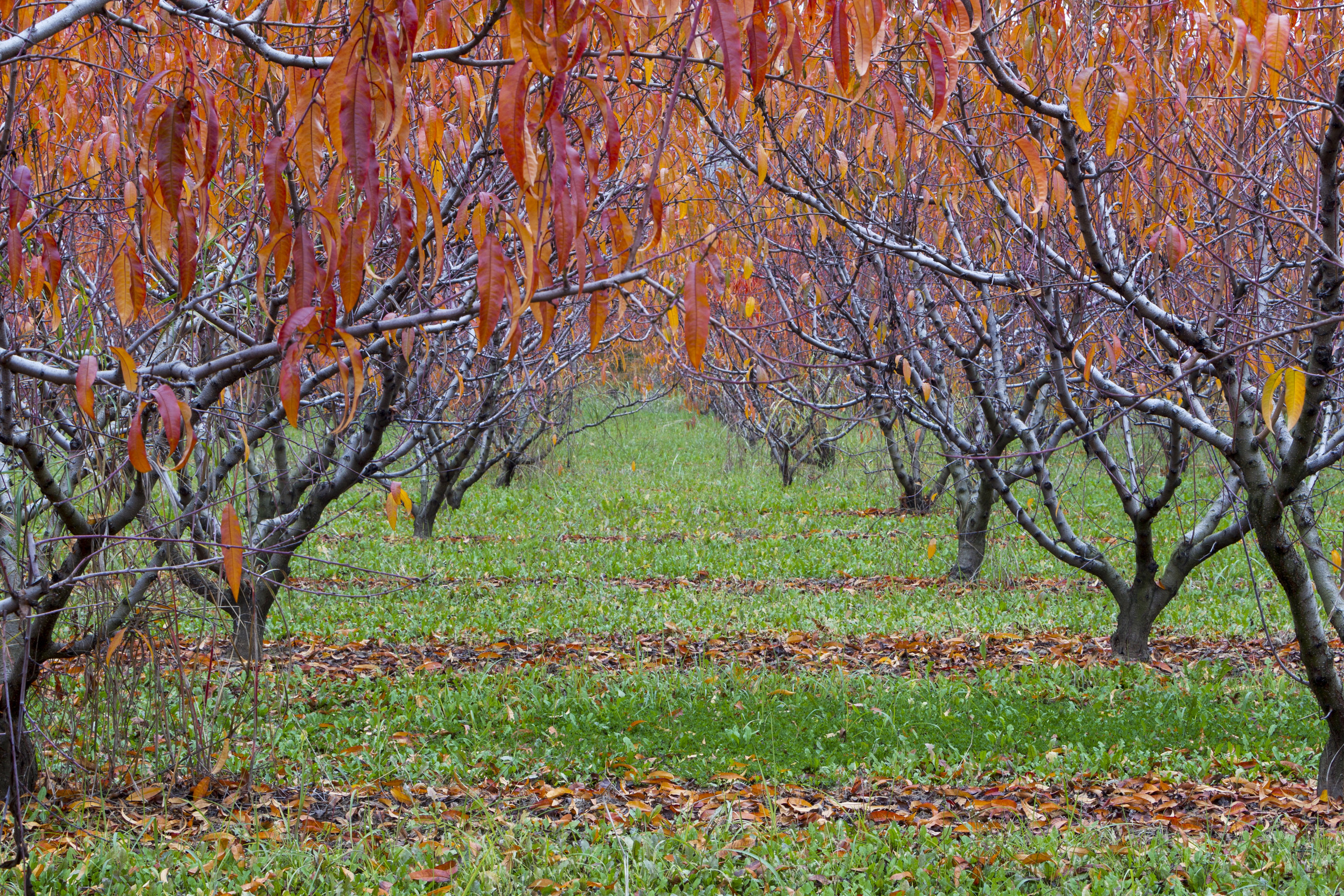 Kędzierzawość liści brzoskwini – jak i kiedy wykonać oprysk miedzianem? - Deccoria.pl