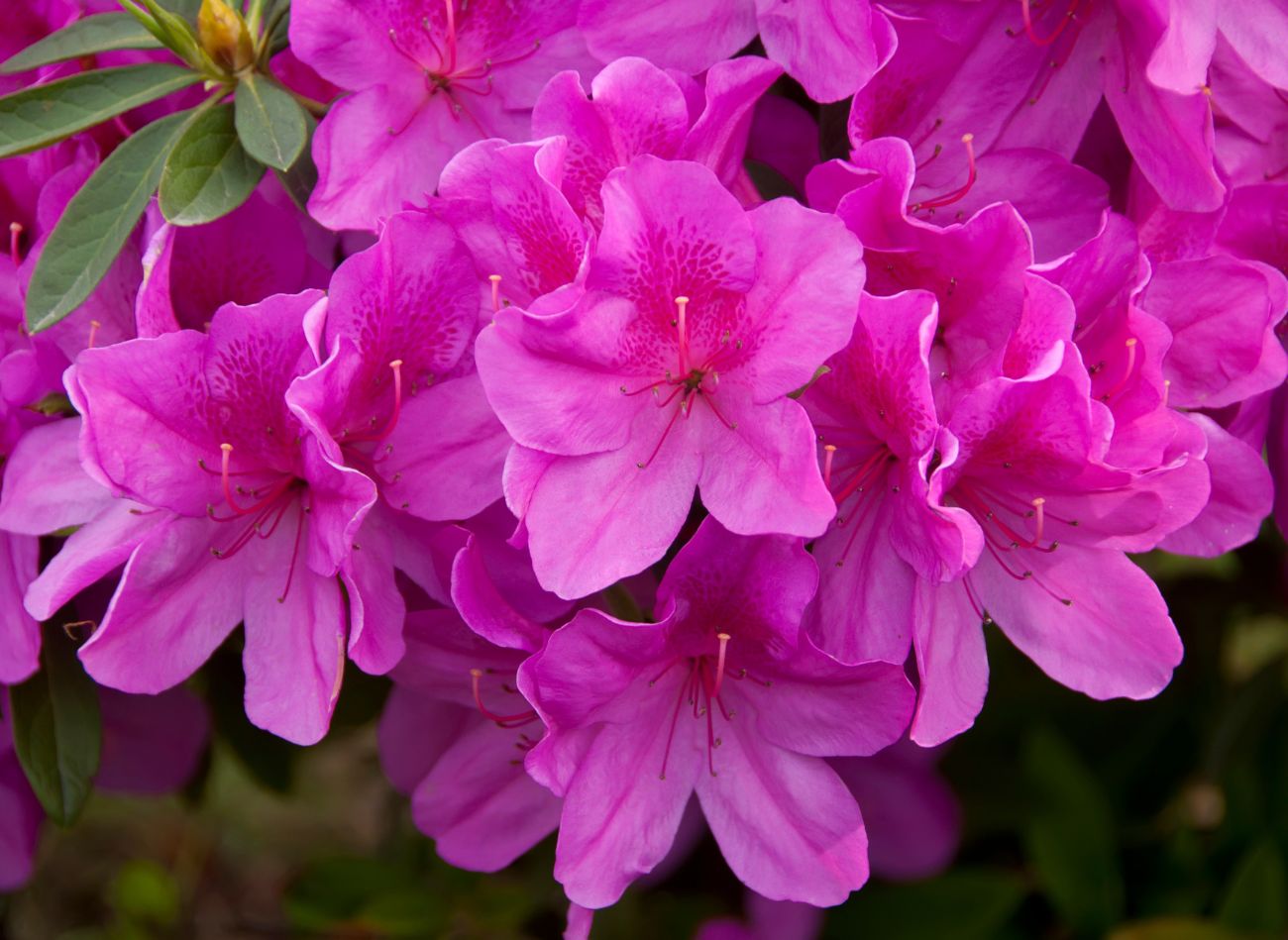 Azalia indyjska - uprawa i pielęgnacja – uprawa, pielęgnacja ...