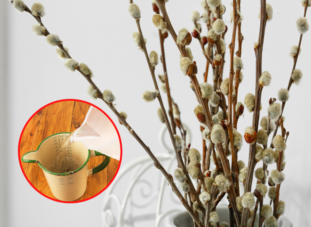 Co zrobić, żeby bazie stały dłużej w wazonie? Tylko w ten sposób ...