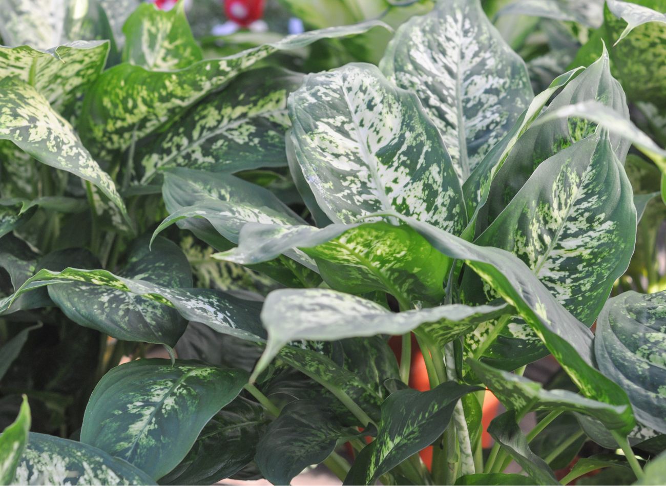 Difenbachia - uprawa i pielęgnacja - Deccoria.pl