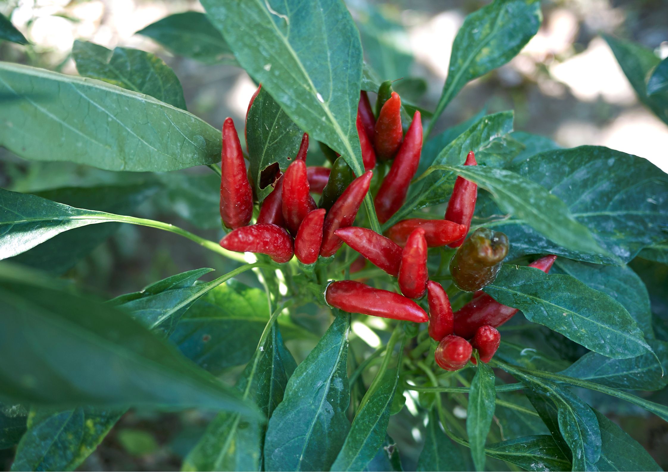 Papryka peperoni (Capsicum annuum) – uprawa, pielęgnacja, stanowisko ...