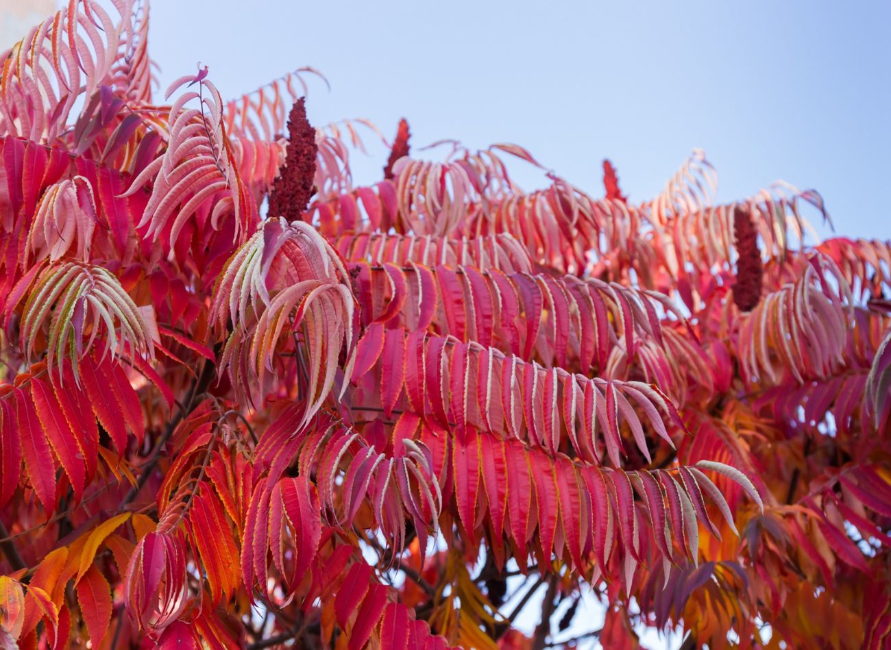 Jesienią wygląda bajkowo, ale potrafi sprawiać duże problemy. Jak ...