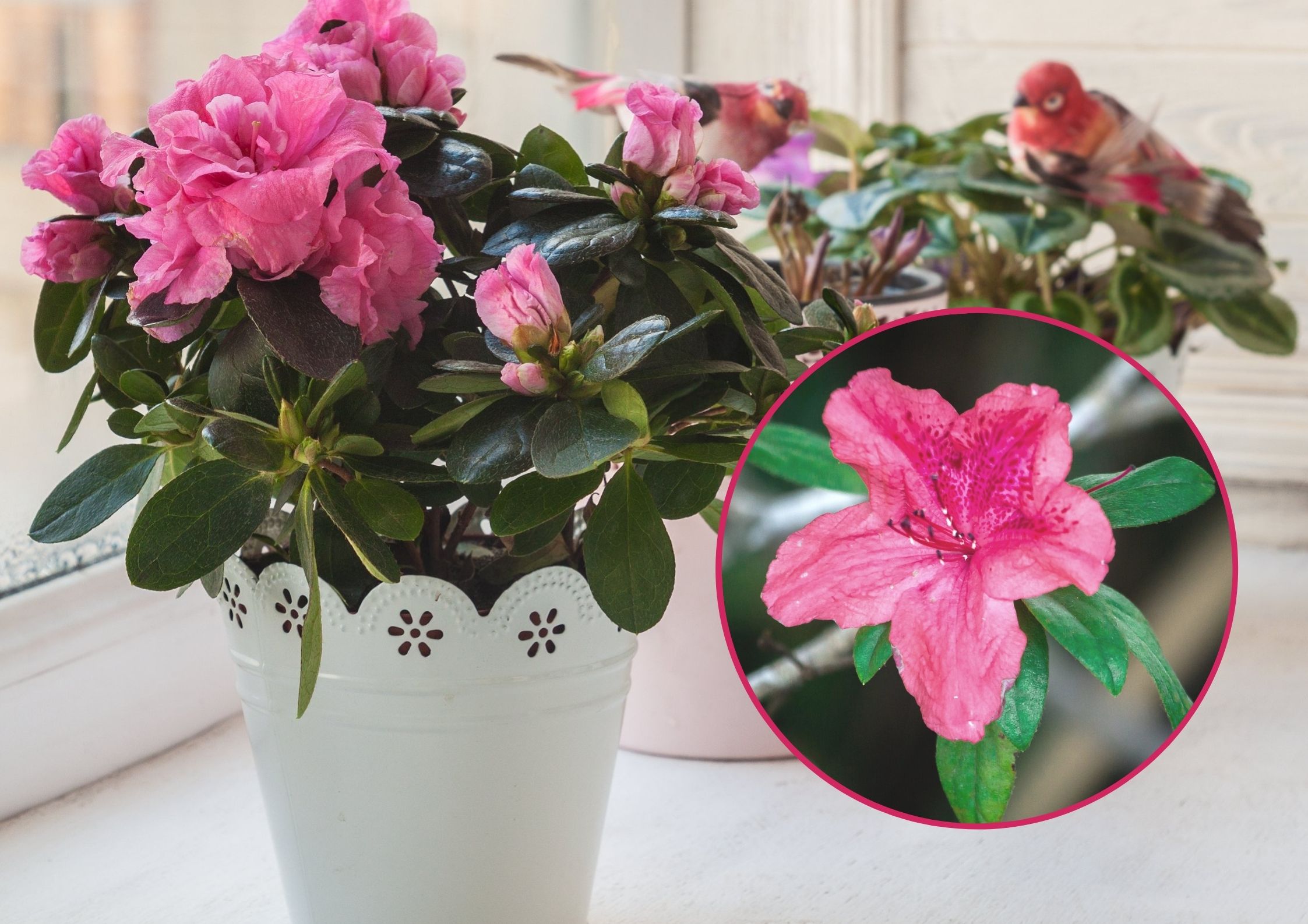 Jak pielęgnować azalię indyjską? - Deccoria.pl