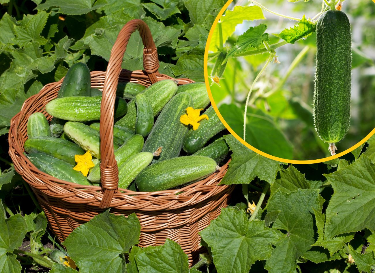 Ogórki - błędy w uprawie. Jak pielęgnować ogórki w lipcu? - Deccoria.pl