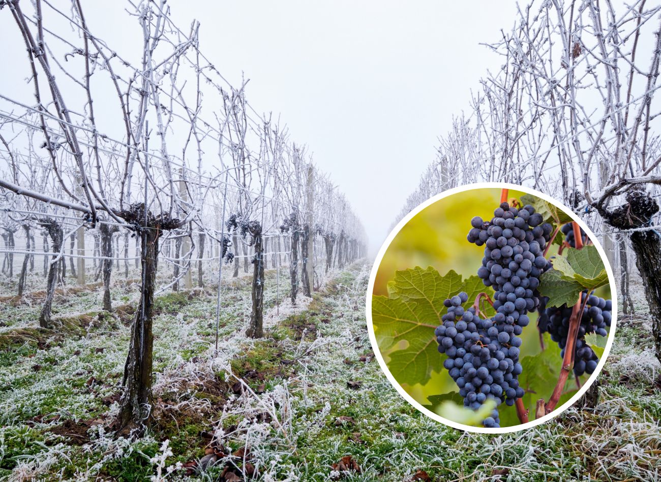 Zabezpieczenie winorośli przed zimą. Kopczykowanie i okrywanie ...