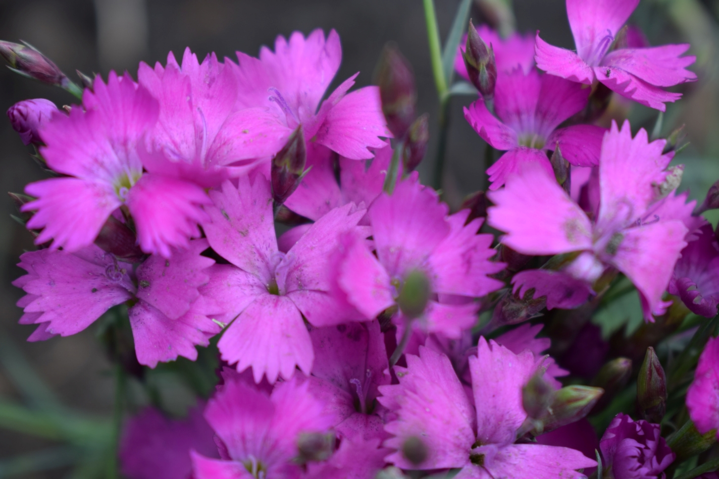 Goździk siny (Dianthus gratianopolitanus) – uprawa, pielęgnacja ...