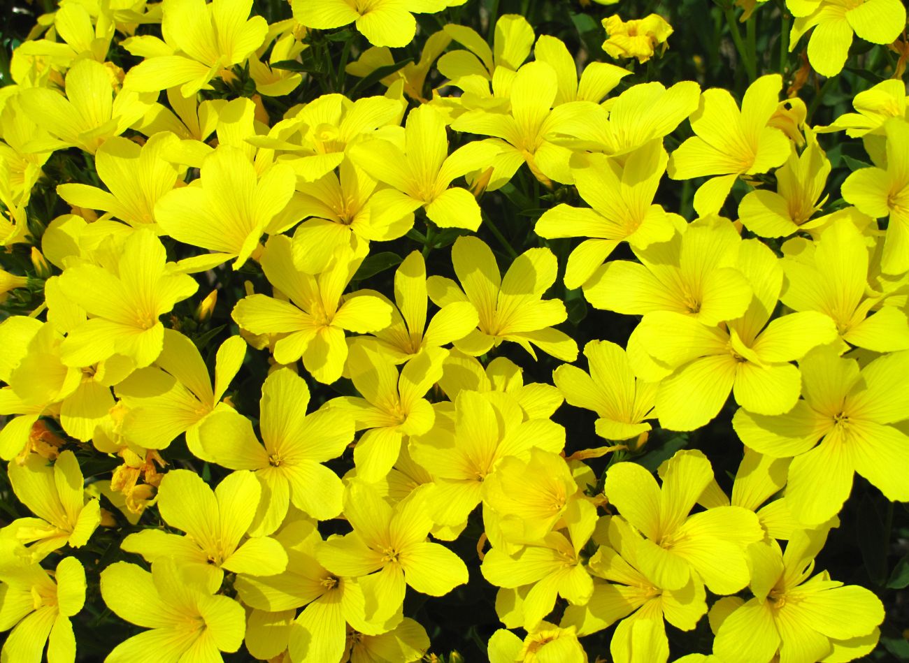 Uprawa i zastosowanie lnu złocistego – uprawa, pielęgnacja, stanowisko ...