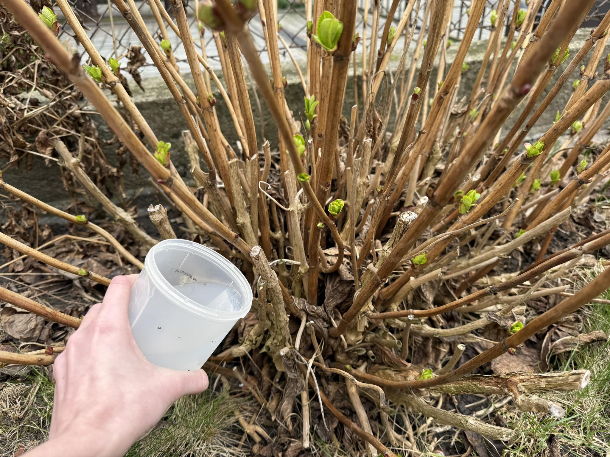 Jak sprawić, by hortensja obficie kwitła? Naturalne nawozy zalecane przez doświadczonych ...