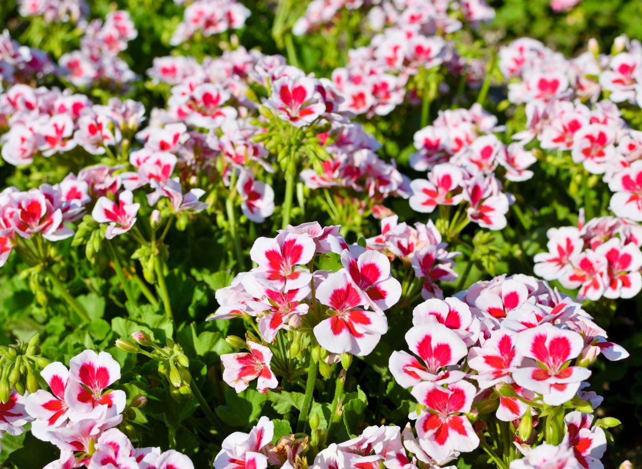 Naturalne nawozy do pelargonii: co wykorzystać? - Deccoria.pl