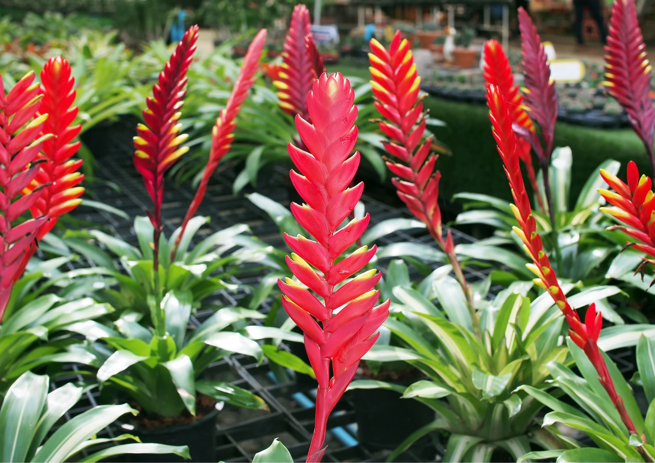 Frizea lśniąca (Vriesea splendens) – uprawa, pielęgnacja, stanowisko ...