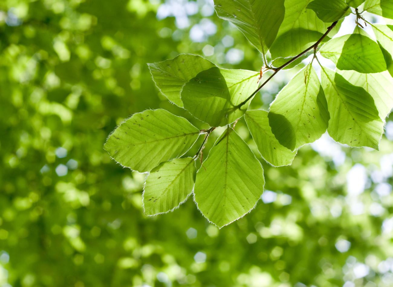 Jej drzewo jest najlepsze do wędzenia. Jak uprawiać i rozmnażać olchę ...