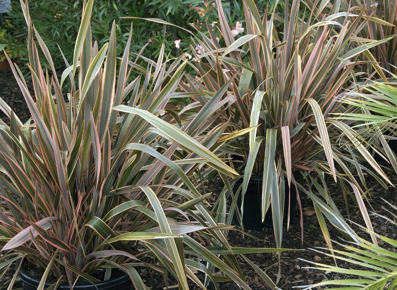 Len nowozelandzki - wymagania i uprawa - Deccoria.pl