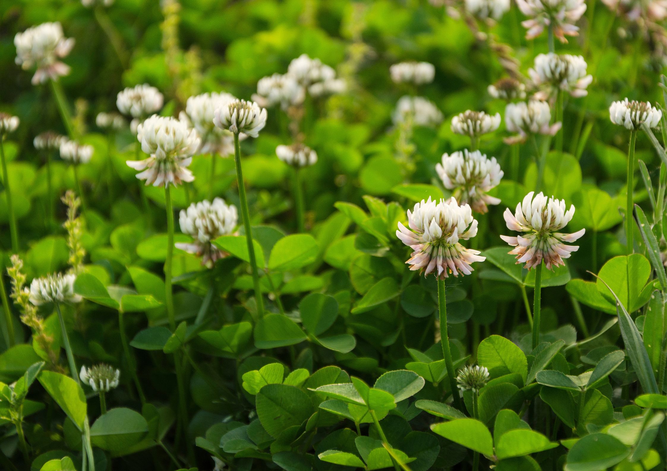 Koniczyna biała (Trifolium repens) – uprawa, pielęgnacja, stanowisko ...