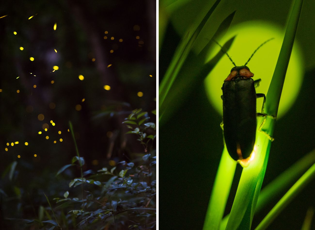 Robaczki świętojańskie - dobrze je mieć w ogrodzie. Polują na młode ...
