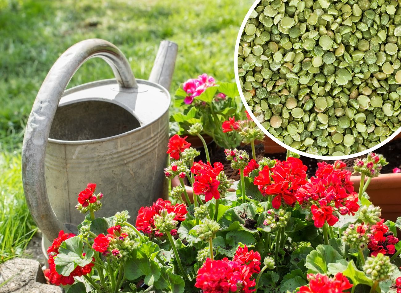 Naturalne dokarmianie pelargonii. Przygotuj odżywkę, która pobudzi do życia nawet chore ...